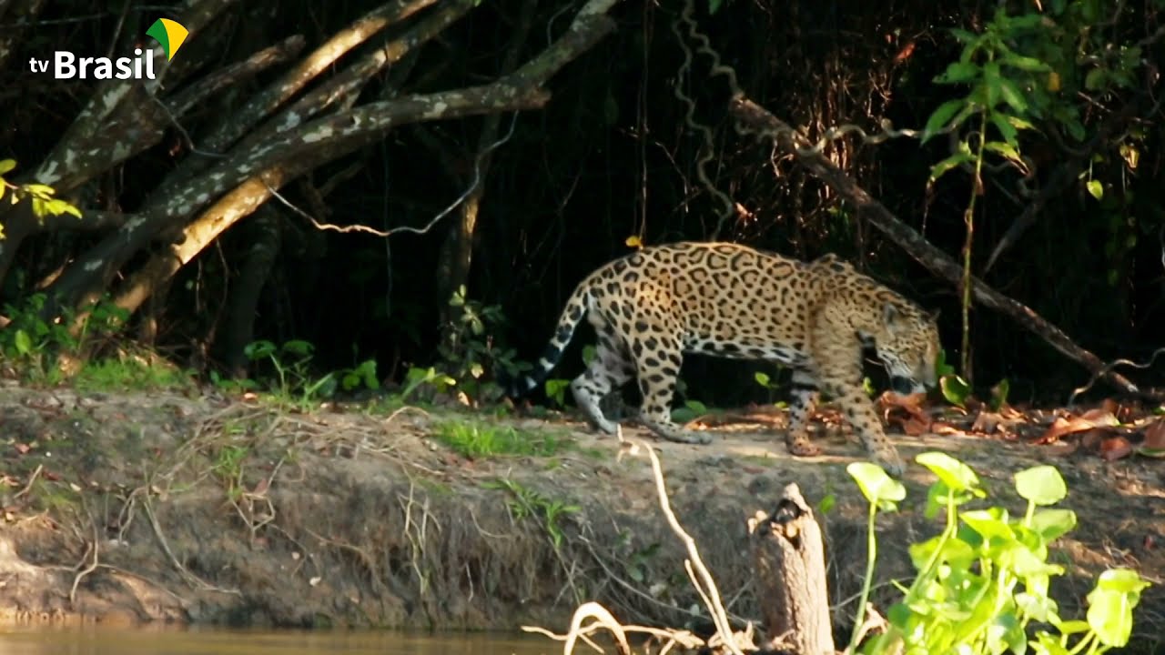 Fishing in the Pantanal An Unforgettable Experience